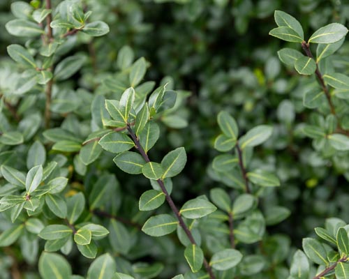 Ilex: Alle Sorten & Arten