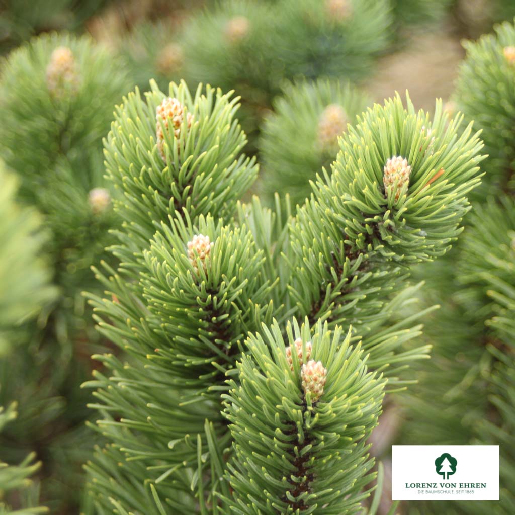 Pinus mugo mughus | Baumschule LvE