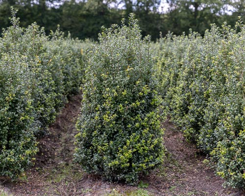 Ilex crenata