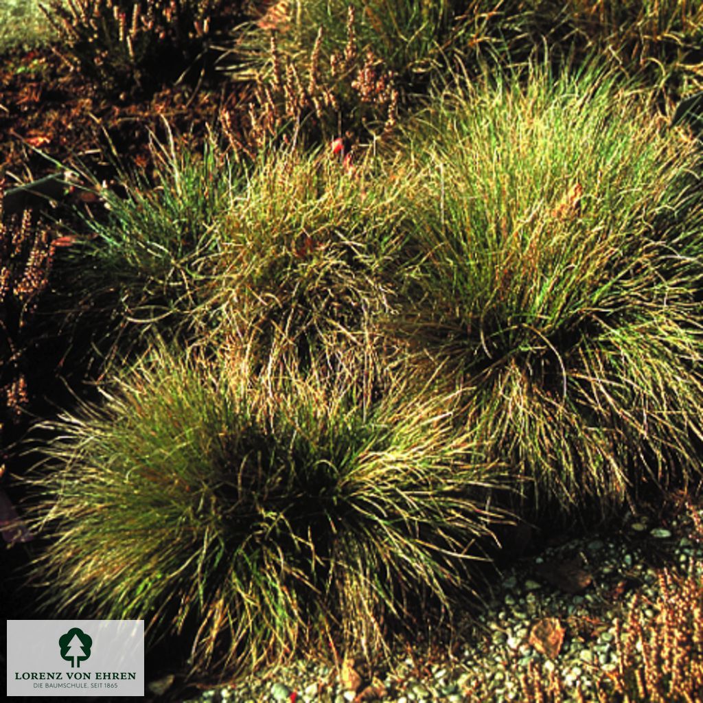 Festuca ovina | Baumschule LvE