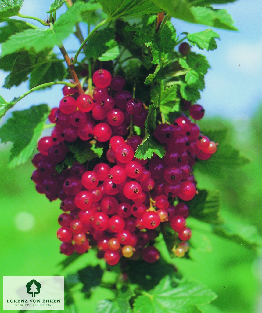 Ribes rubrum 'Rotet' | Baumschule LvE