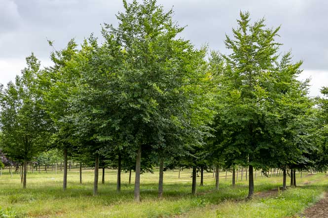 Fagus: Alle Sorten & Arten