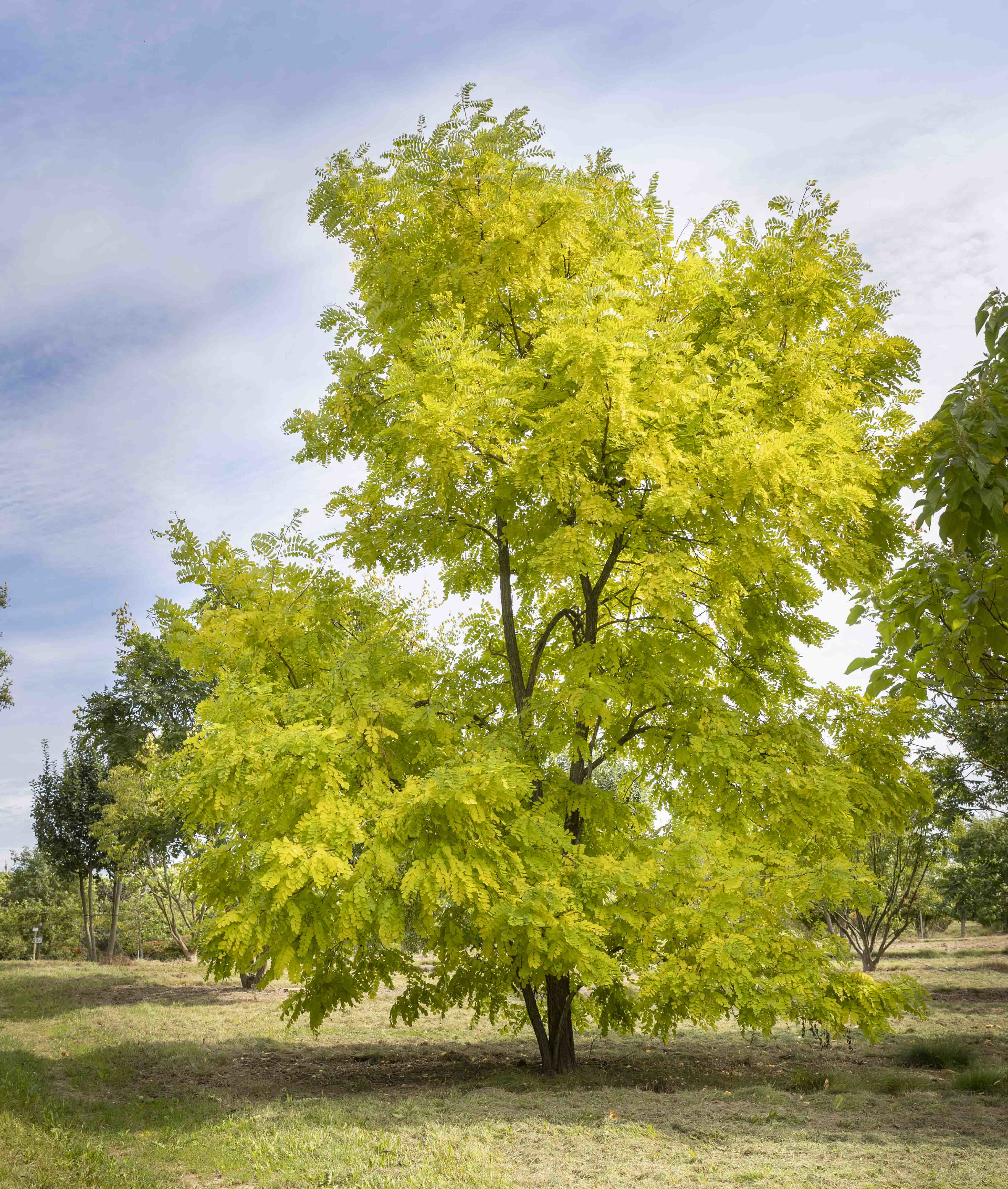 Robinia pseudoacacia 'Frisia' Unikat | Baumschule LvE