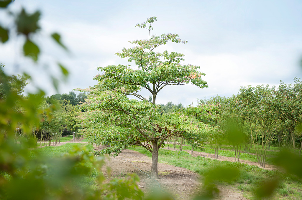 Cornus: Alle Arten und Sorten