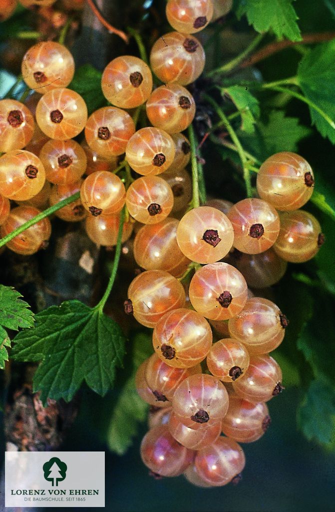 Ribes rubrum 'Weiße Versailler' | Baumschule LvE