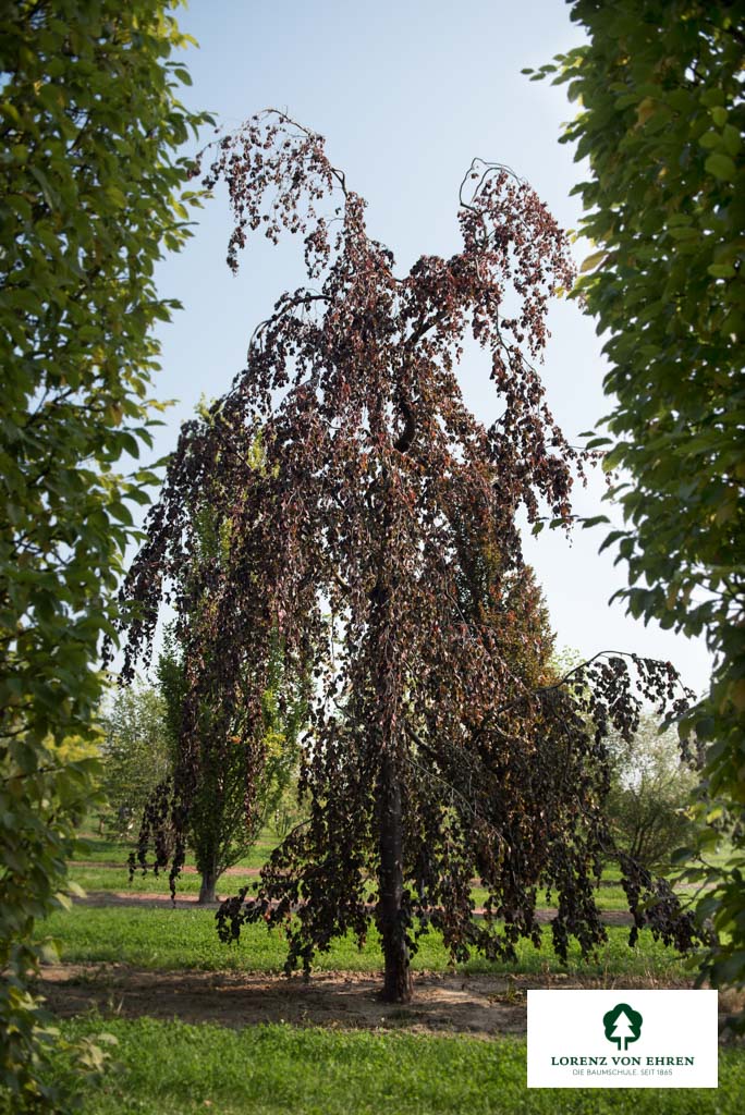 Fagus sylvatica 'Purpurea Pendula' Unikat | Baumschule LvE