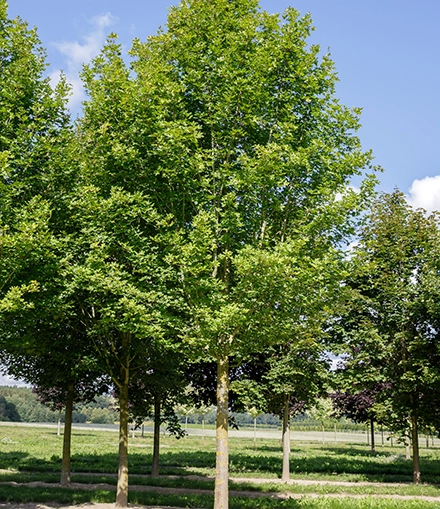 Hausbaum | Baumschule LvE