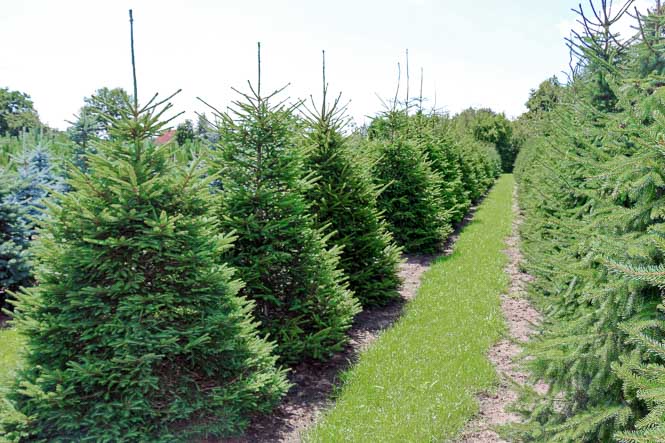 Picea: Alle Sorten & Arten