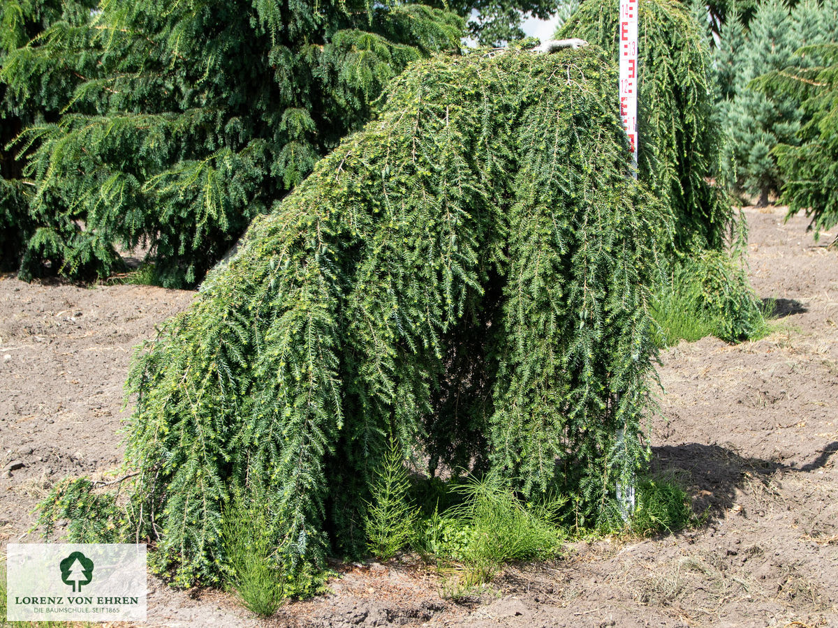 Tsuga canadensis 'Pendula' | Baumschule LvE
