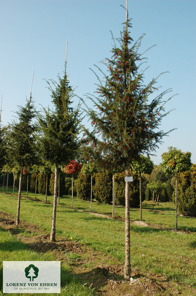 Taxus baccata | Baumschule LvE