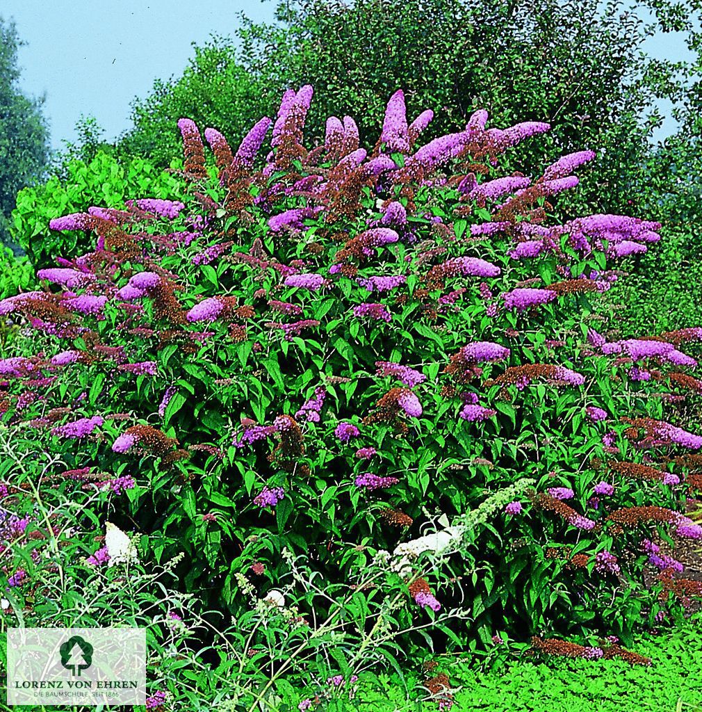Buddleja davidii 'Nanho Purple' | Baumschule LvE