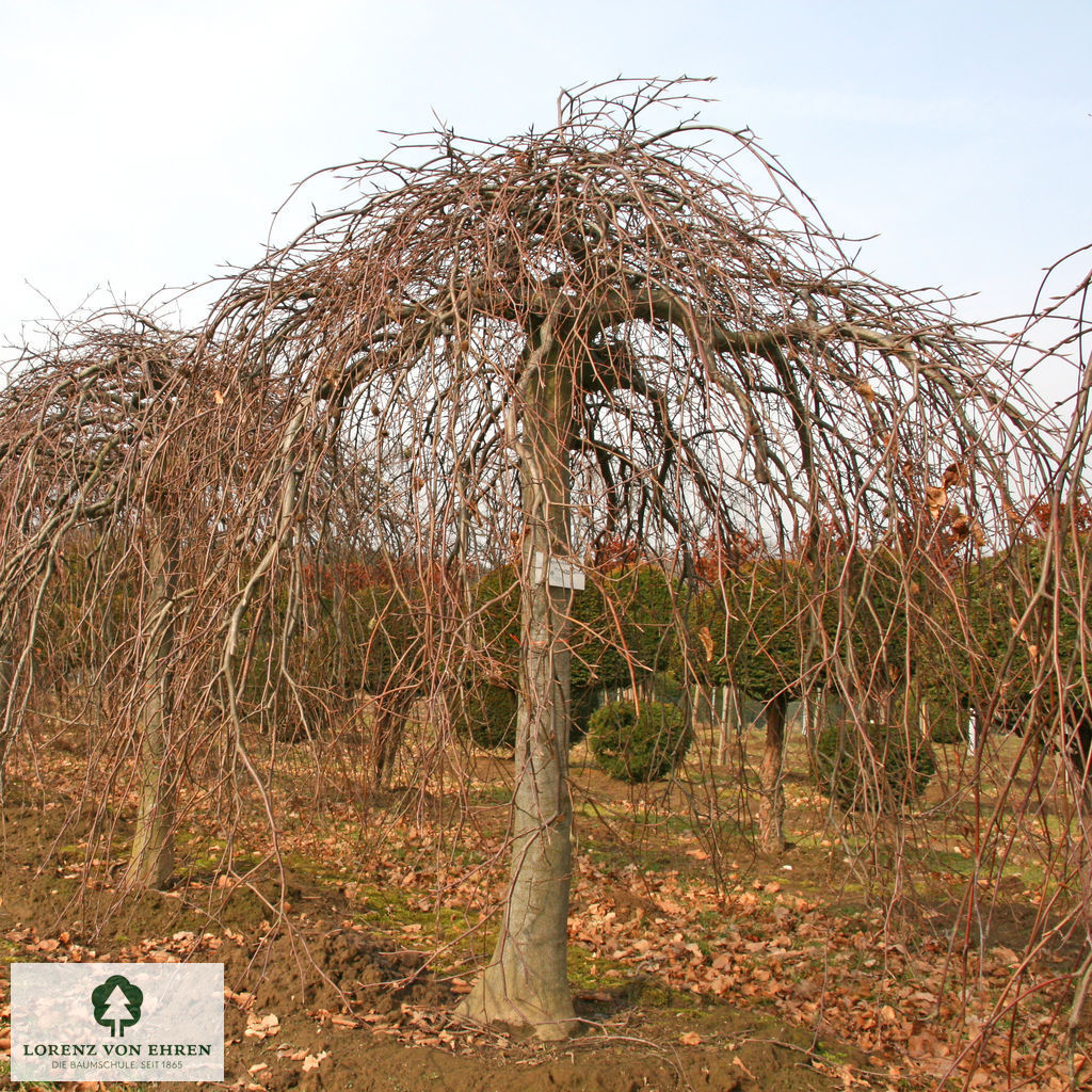 Fagus sylvatica 'Purpurea Pendula' | Baumschule LvE