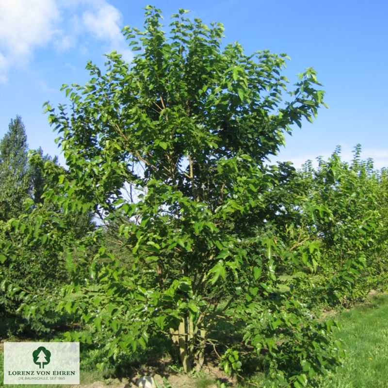 Morus alba (=M.australis,kagayam.,bombycis) | Baumschule LvE