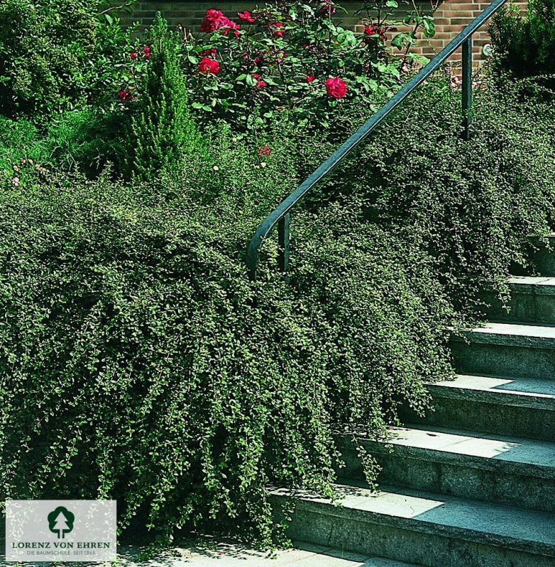 Cotoneaster: Alle Sorten & Arten