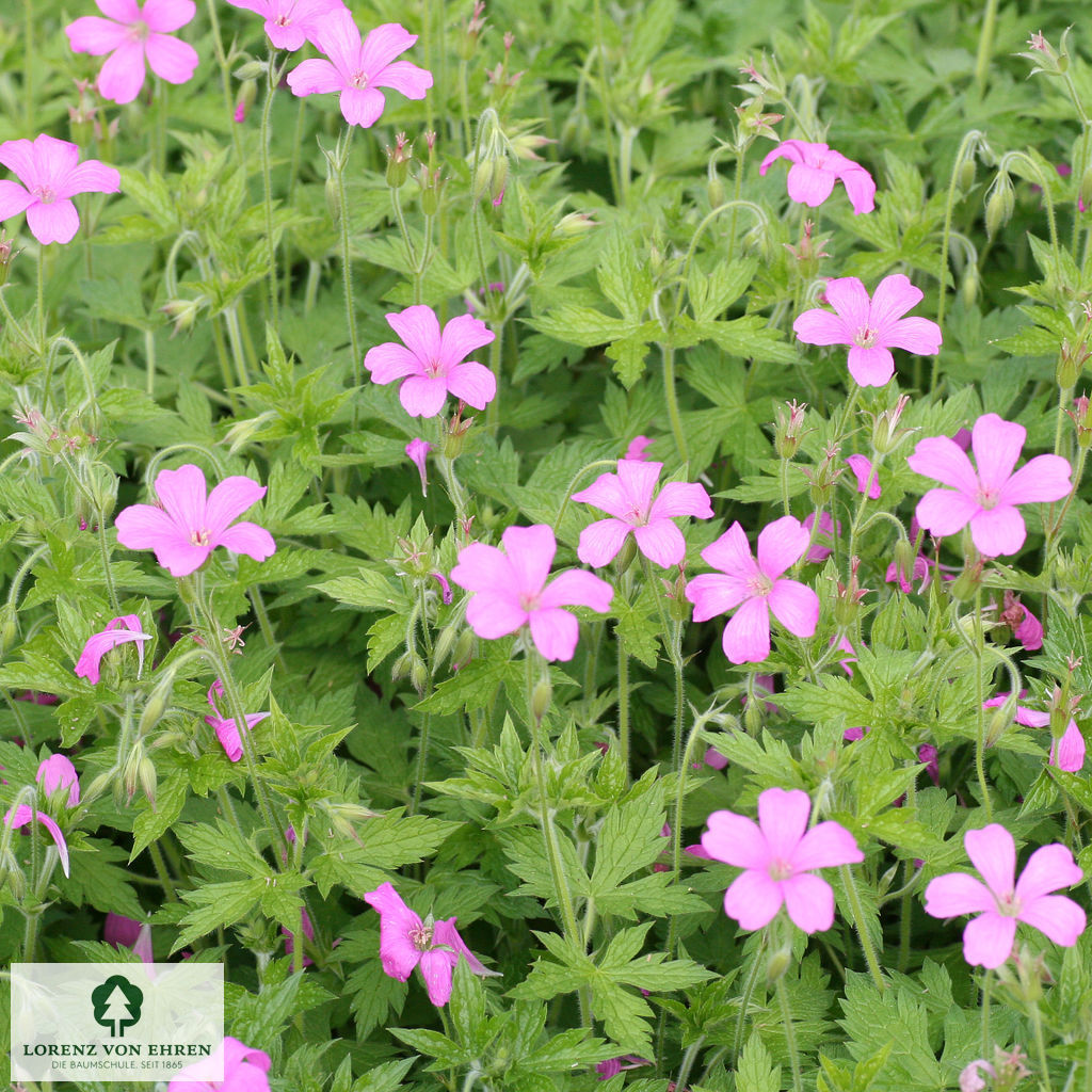 Geranium oxonianum 'Rosenlicht' | Baumschule LvE