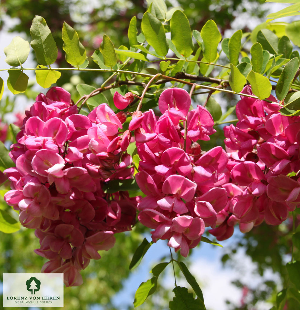 Robinia 'Casque Rouge' (= R.marg.Pink Cascade) | Baumschule LvE