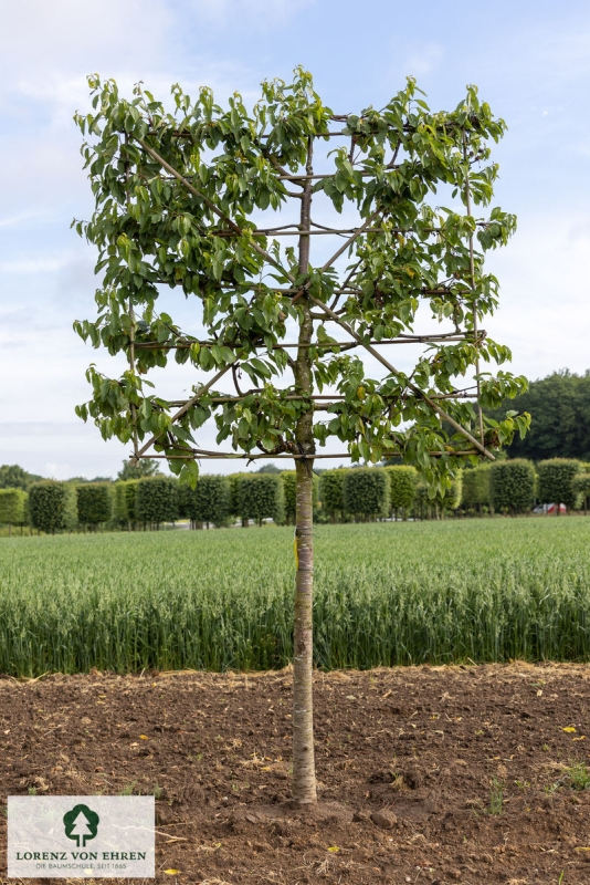 Prunus avium: Alle Sorten