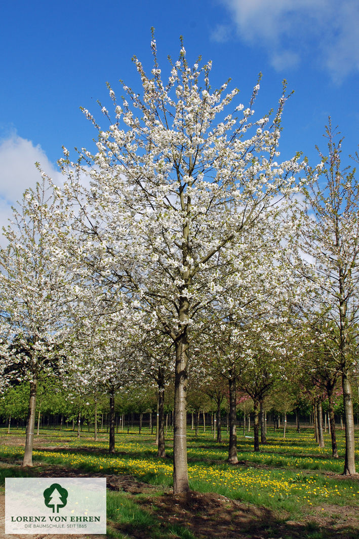 Prunus avium 'Plena' | Baumschule LvE