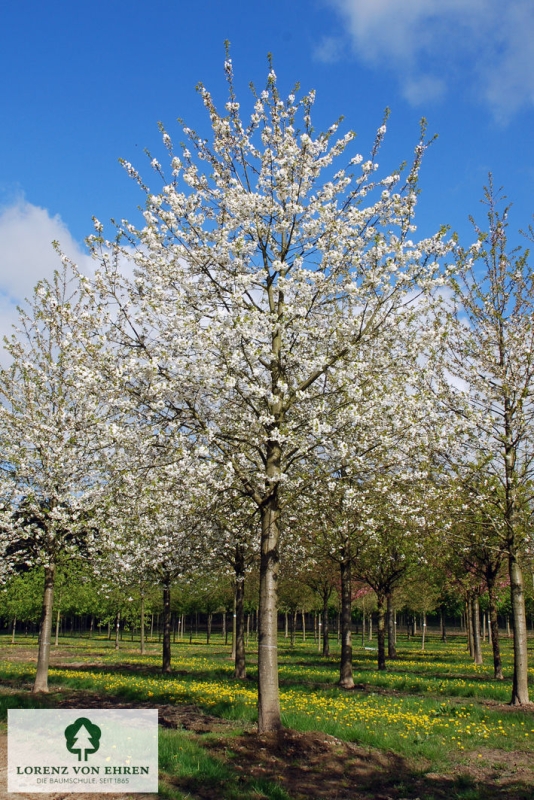 Prunus avium: Alle Sorten