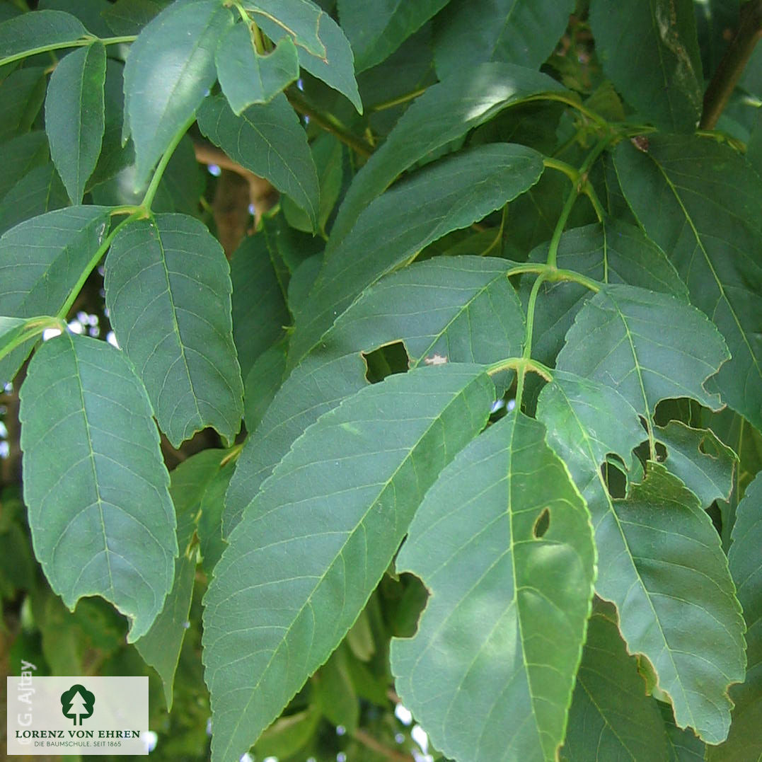 Fraxinus ornus 'Mecsek' | Baumschule LvE