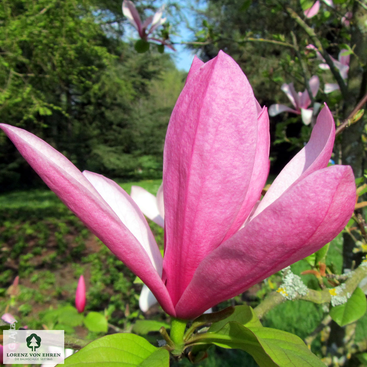Magnolia 'Galaxy' | Baumschule LvE