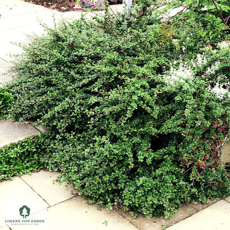 Cotoneaster: Alle Sorten & Arten