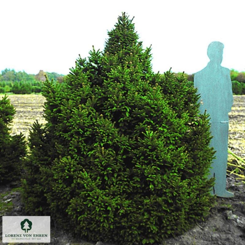 Picea: Alle Sorten & Arten