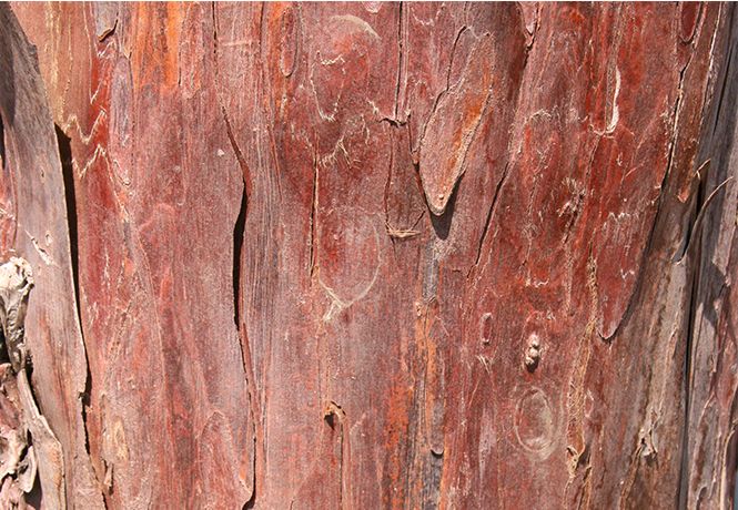 Taxus baccata - Europäische Eibe | Baumschule LvE