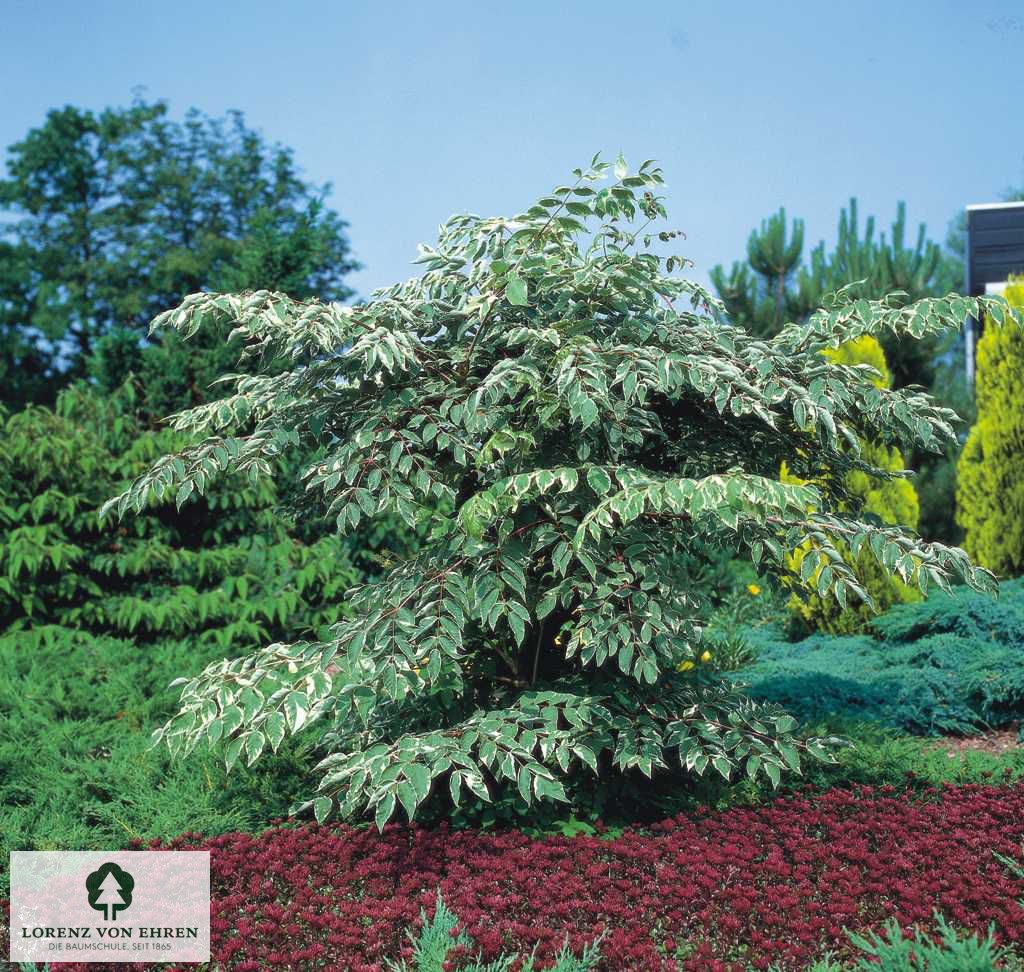 Aralia elata 'Variegata' | Baumschule LvE