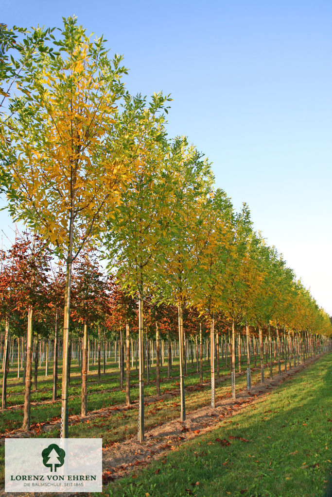 Fraxinus pennsylvanica 'Summit' | Baumschule LvE