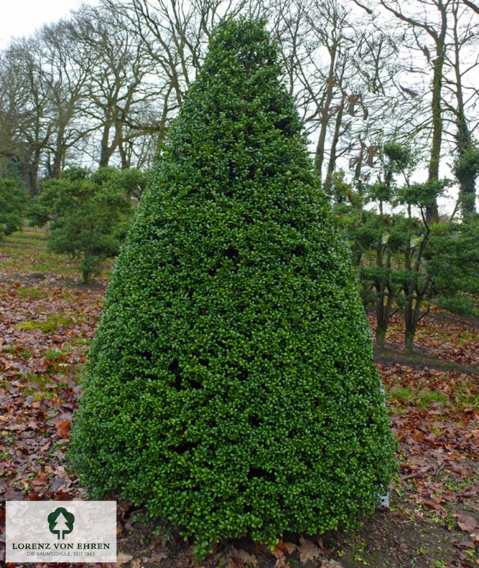 Ilex: Alle Sorten & Arten