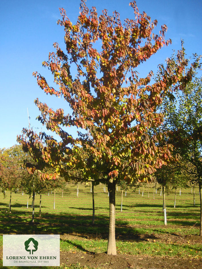 Prunus avium: Alle Sorten