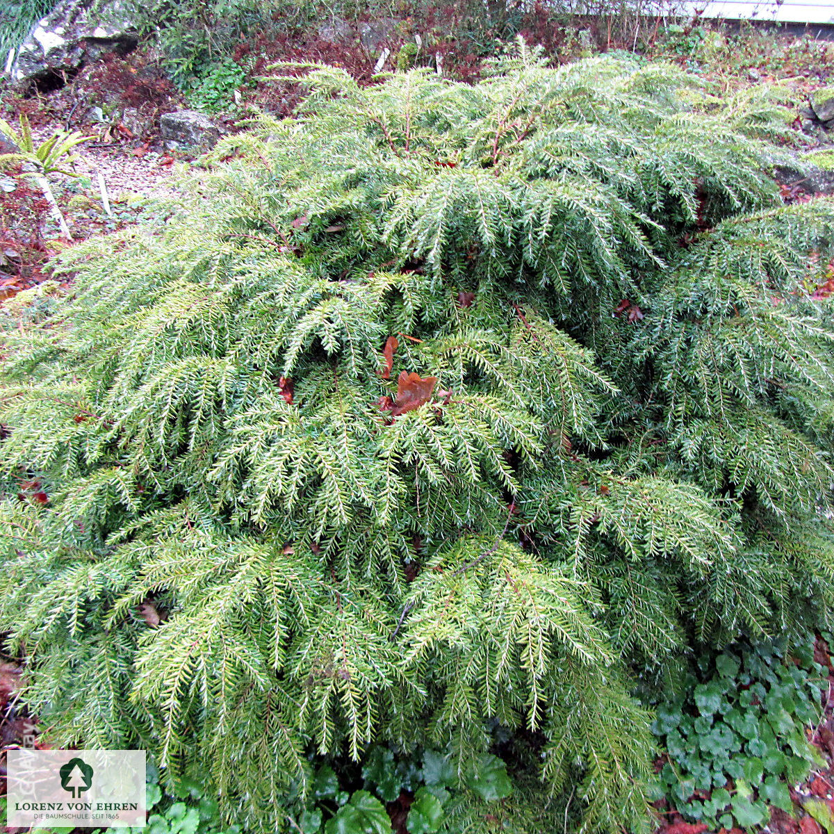 Tsuga canadensis 'Nana' | Baumschule LvE
