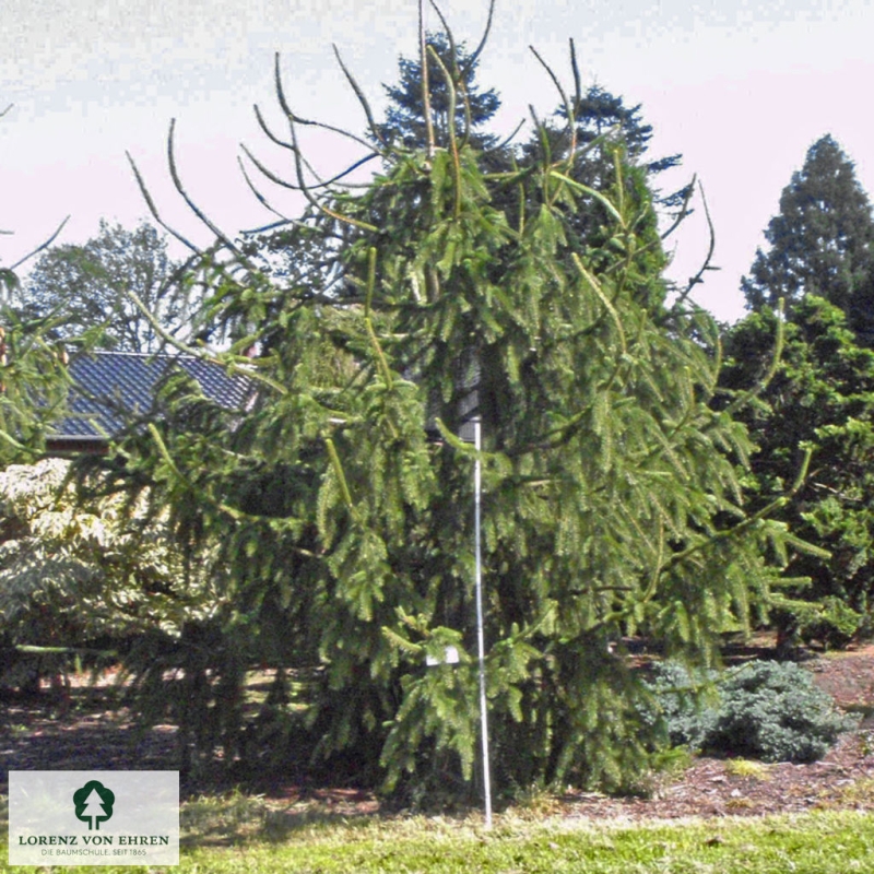 Picea: Alle Sorten & Arten