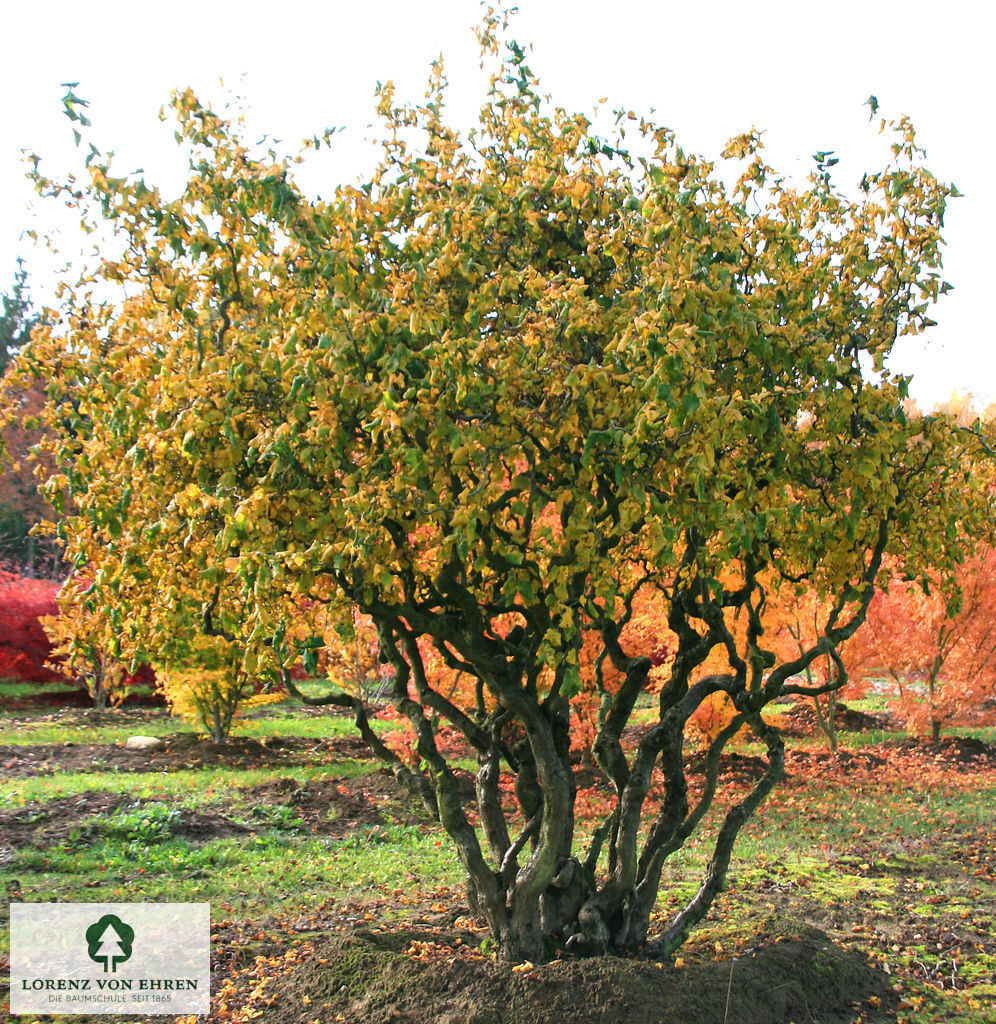 Unsere Arten und Sorten: Corylus