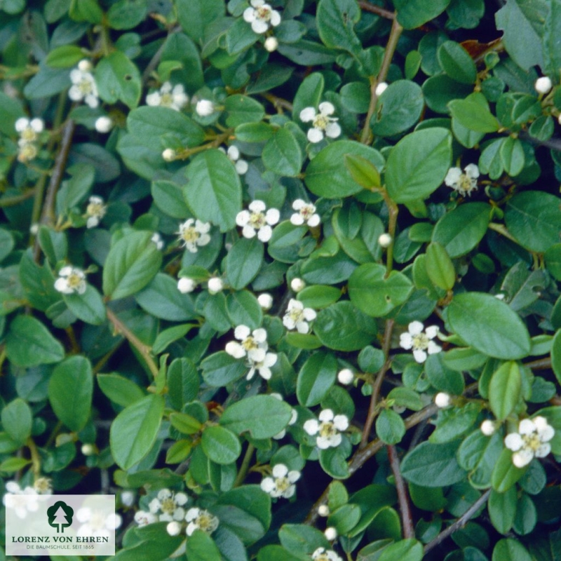 Cotoneaster: Alle Sorten & Arten