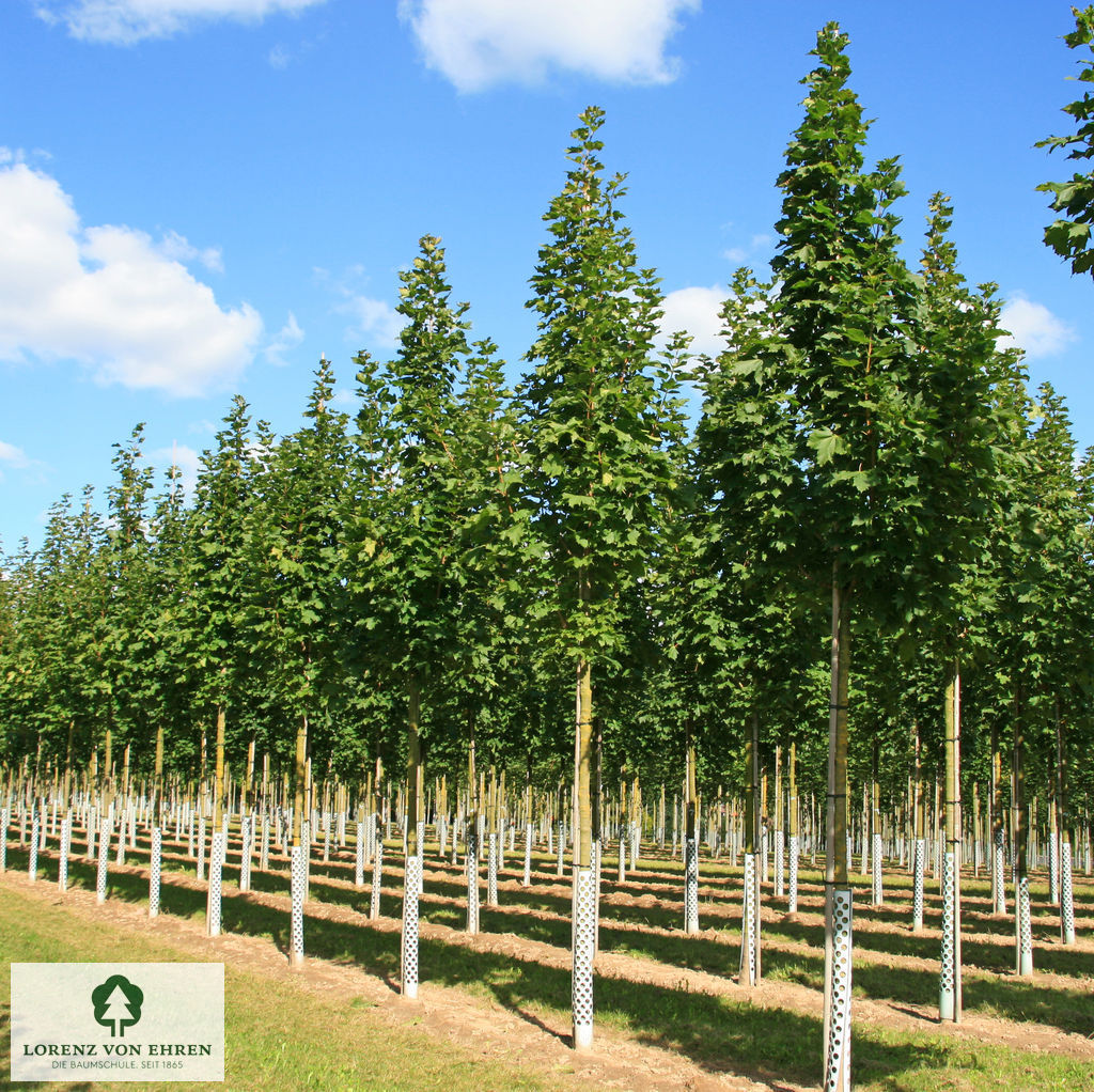 Acer platanoides 'Columnare' | Baumschule LvE