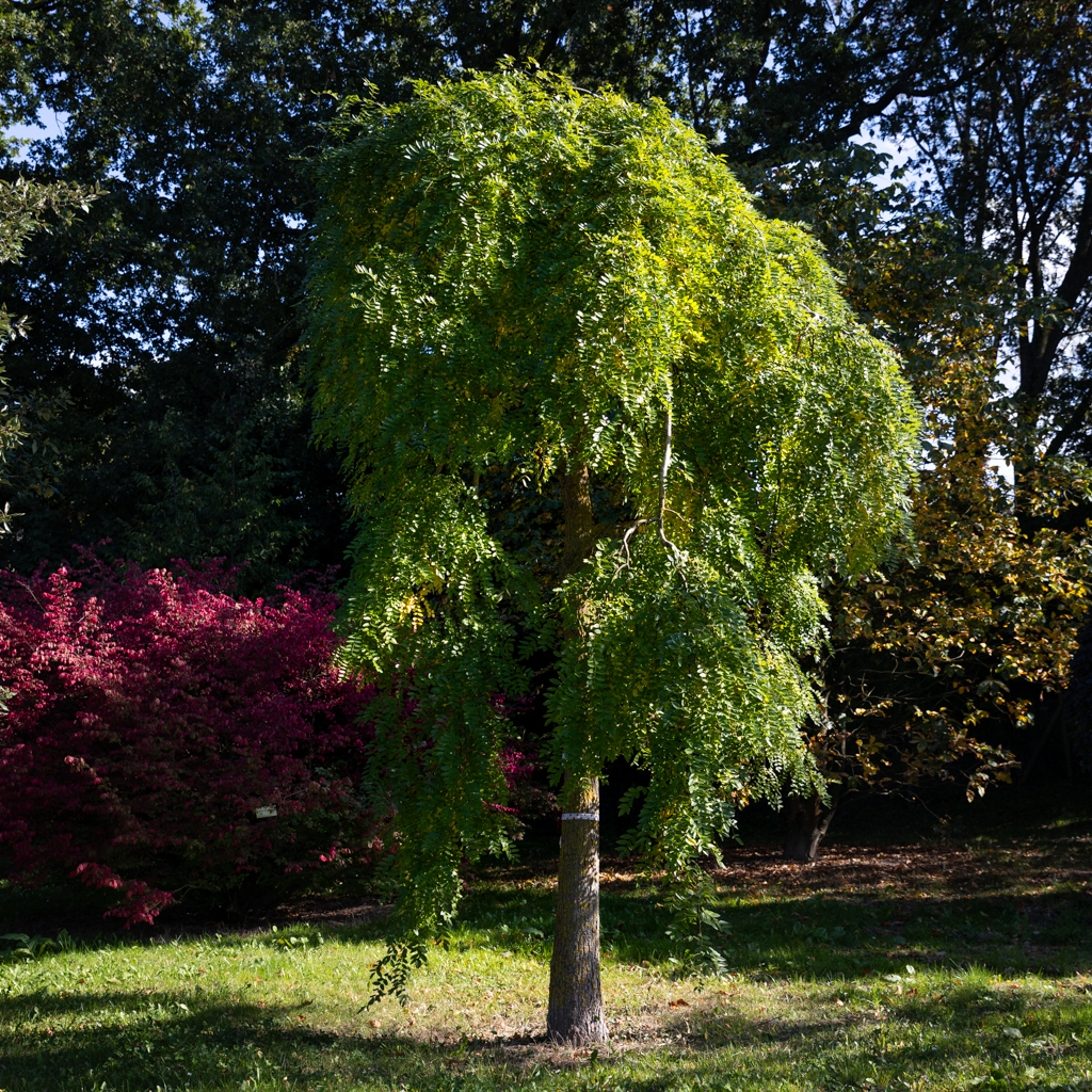 Sophora Japonica Pendula Croissance