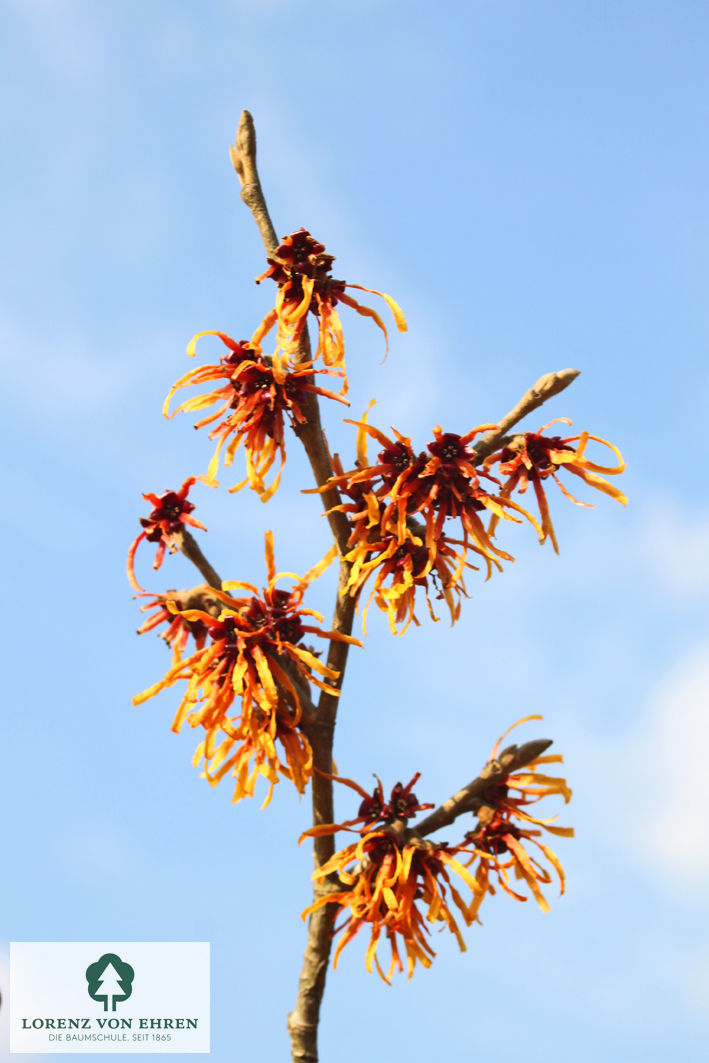 Hamamelis: Alle Sorten & Arten