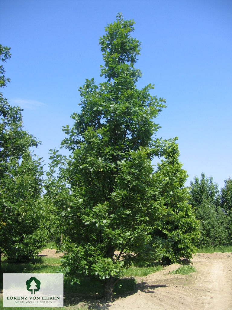 Quercus: Alle Arten und Sorten