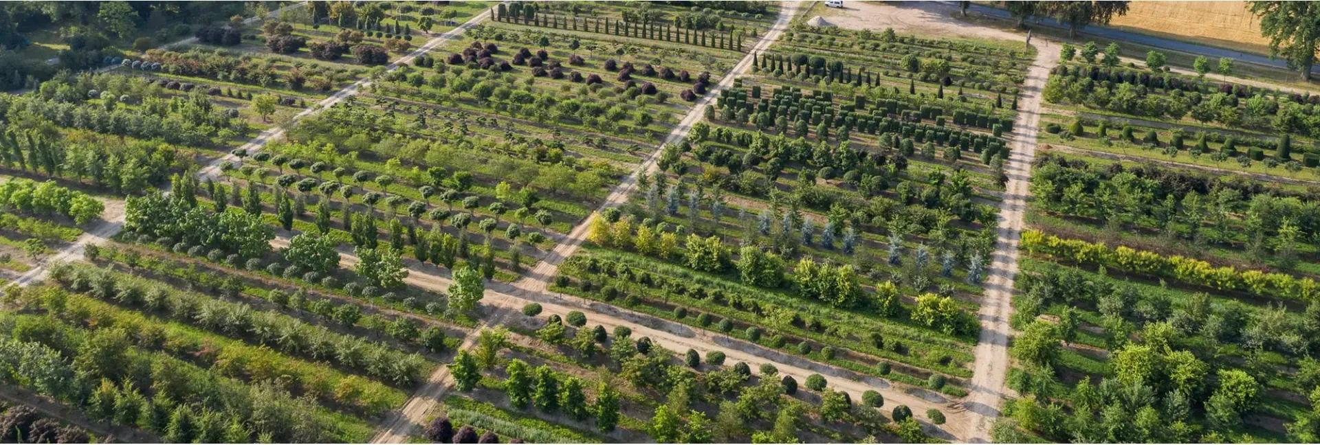 Populus tremula | Baumschule LvE