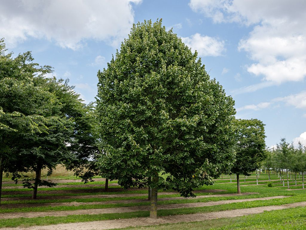 Tilia