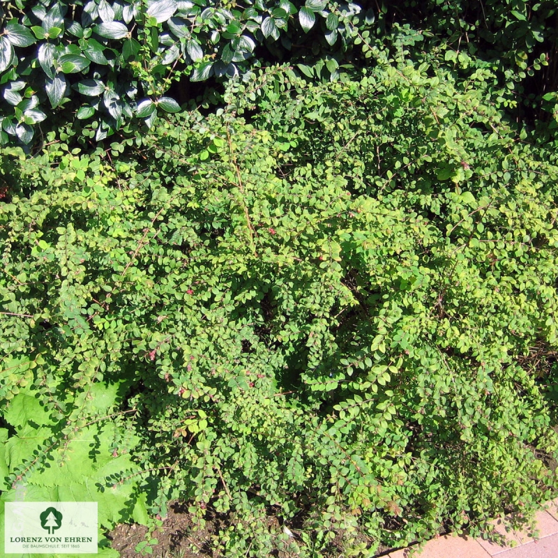 Symphoricarpos chenaultii 'Hancock' | Baumschule LvE