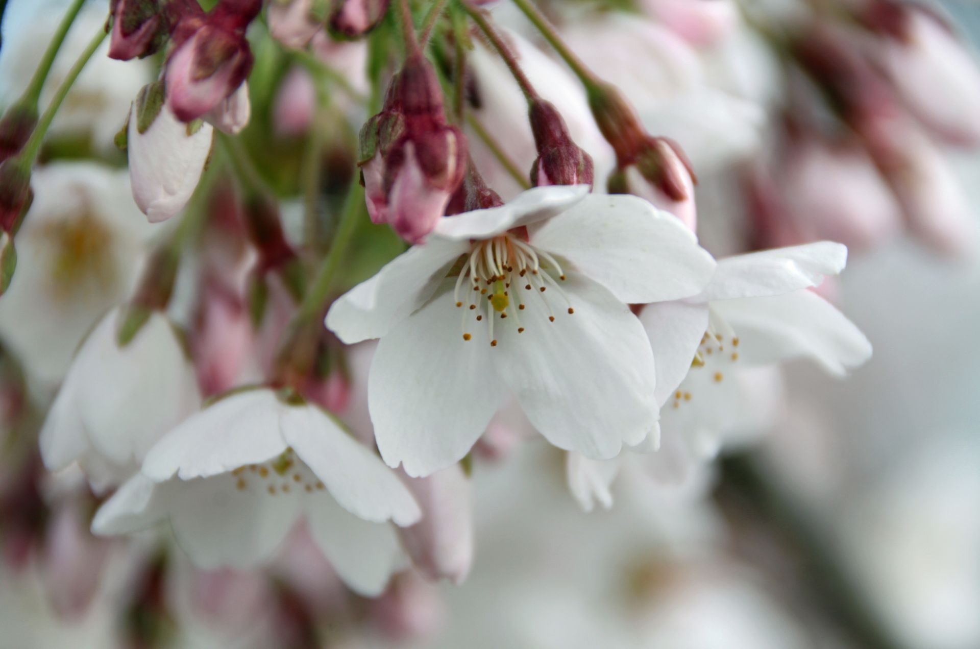 Prunus yedoensis kaufen