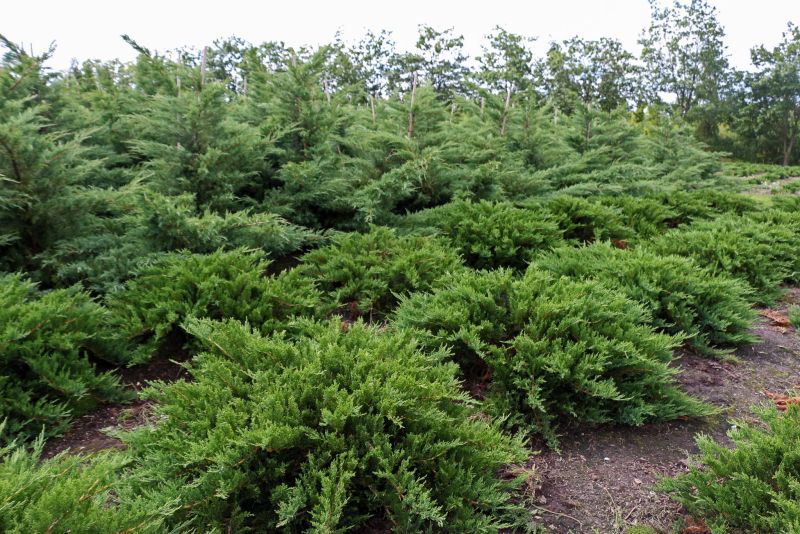 Juniperus: Alle Sorten & Arten