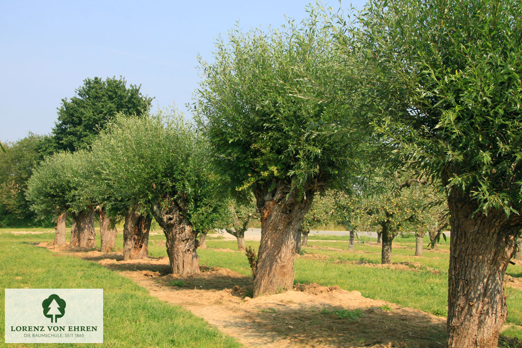 Salix alba | Baumschule LvE