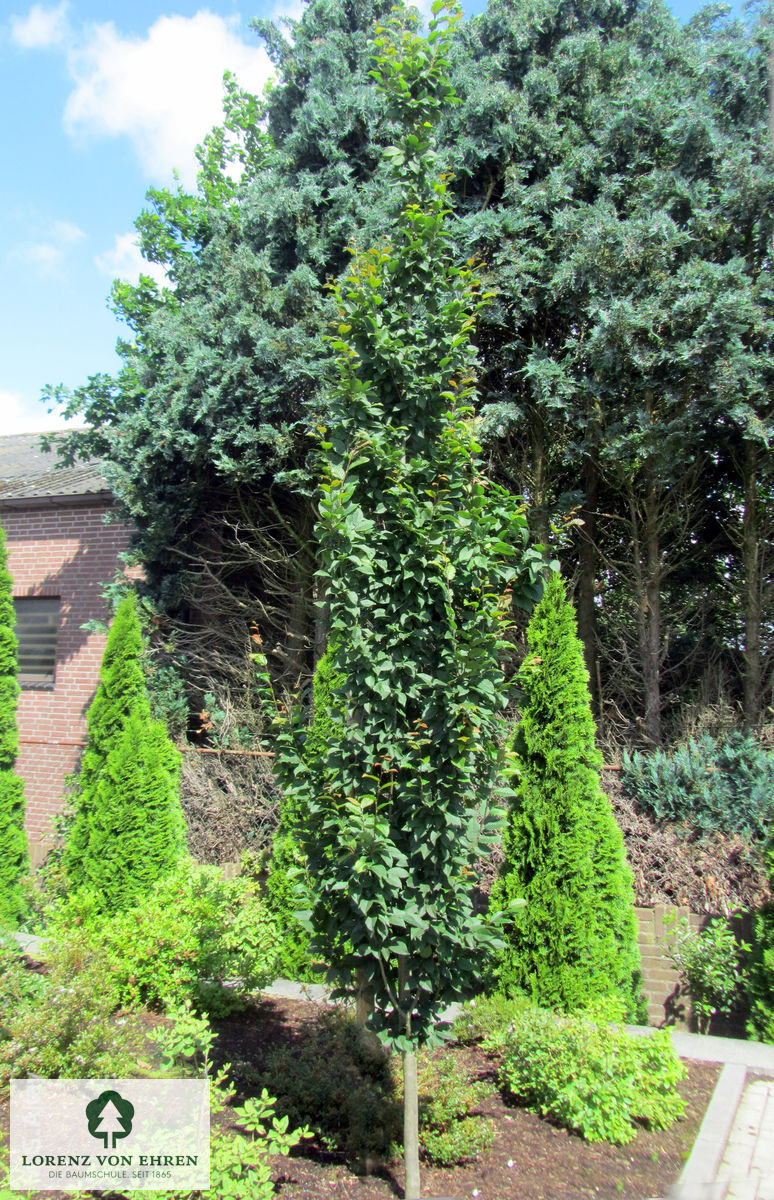 Carpinus betulus 'Lucas' | Baumschule LvE