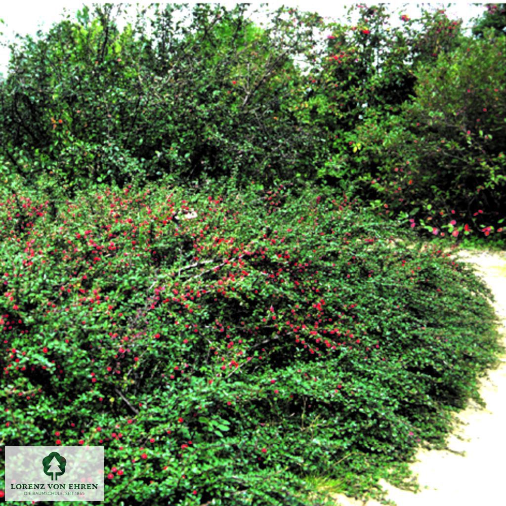 Cotoneaster microphyllus 'Cochleatus' | Baumschule LvE