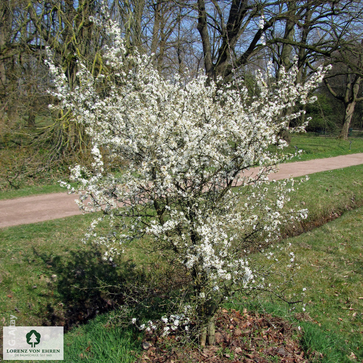 Prunus spinosa | Baumschule LvE