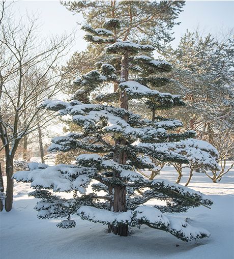 Taxus baccata (Eibe)